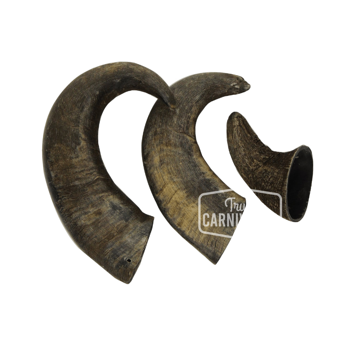 True Carnivores Water Buffalo Horn Chew for Dogs